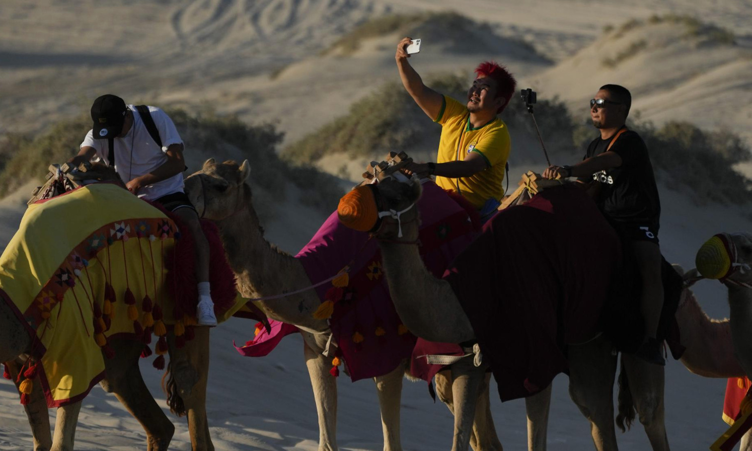 World Cup frenzy puts strain on Qatar's camels