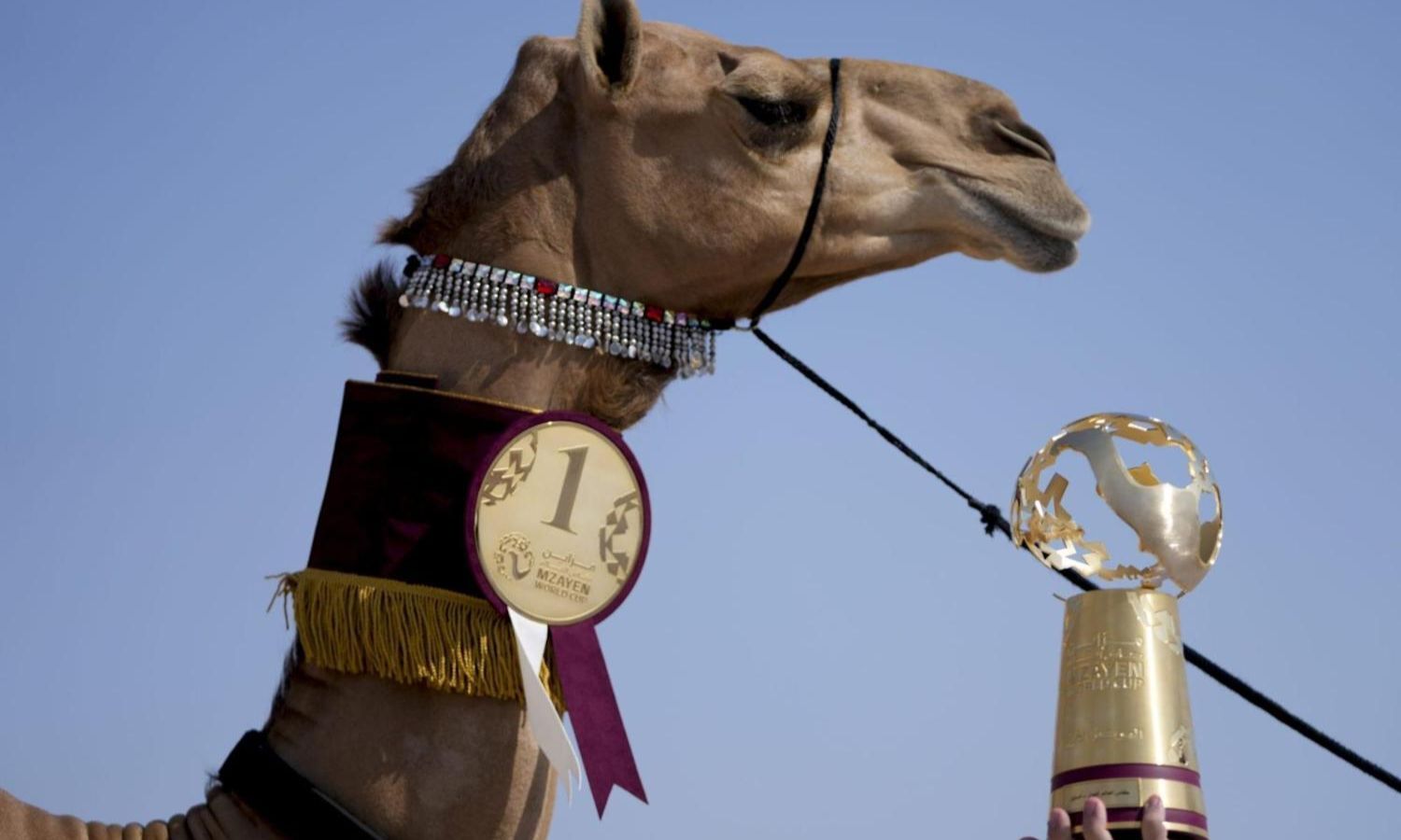 "Thought our camel was better than Ronaldo, Messi": A pageant amidst ...