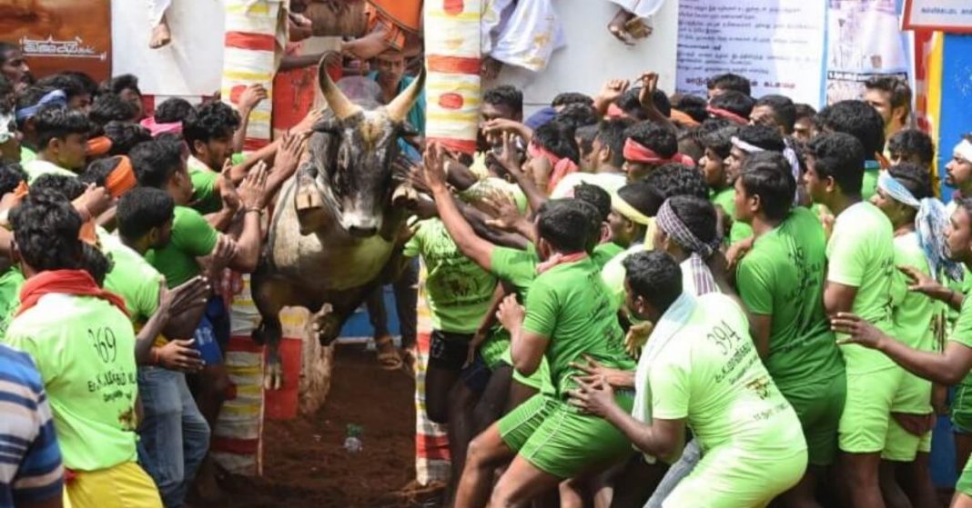 The Past and Present of Jallikattu: An Overview